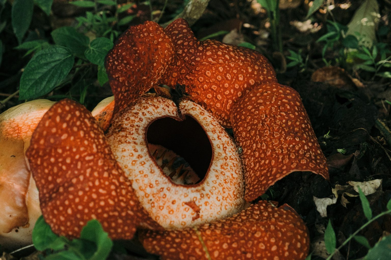 Bunga Rafflesia – Keunikan dan Kecantikan Tumbuhan Terbesar di Dunia ...