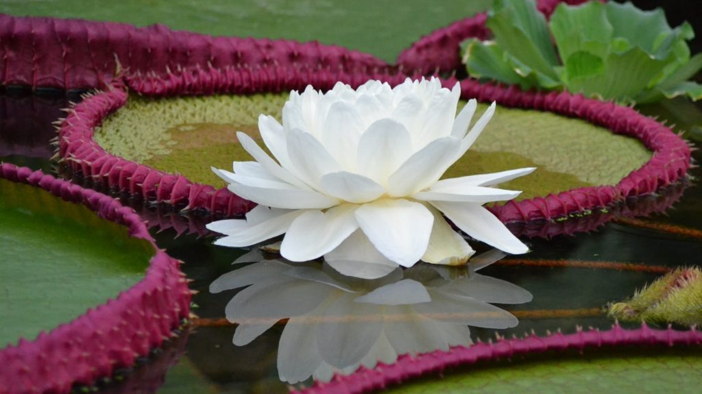 Bunga Teratai Air Terbesar Di Dunia – Saiz Pad Bunga Menjangkau 3 Meter ...