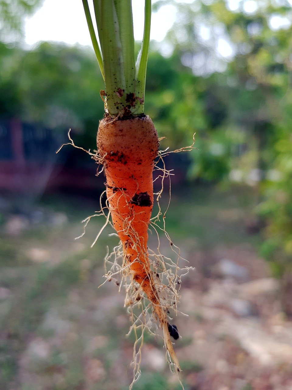 Asal Usul ‘Baby Carrot’ – Benarkah Ia Diperbuat Daripada Lobak Yang ...