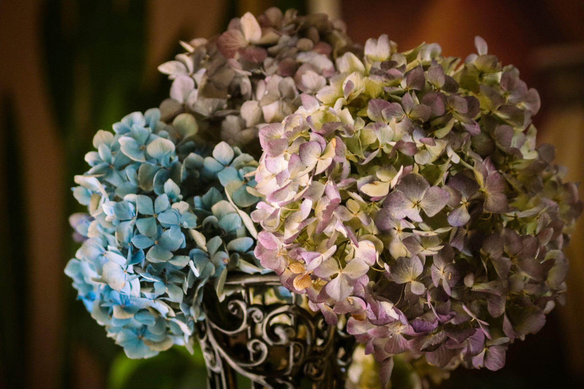 Bunga dan Maknanya – Simbolik Di Sebalik Setiap Warna – Tajria